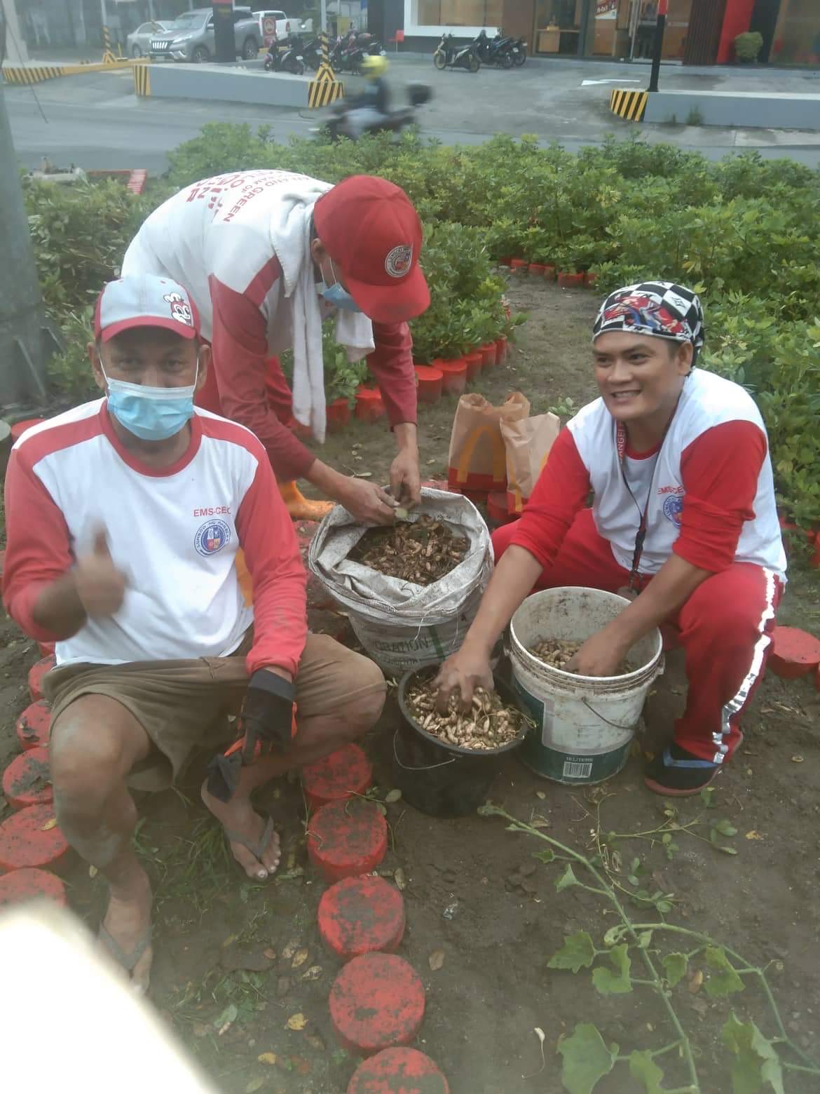40 kilos of peanuts harvested from AC roundabout community garden ...